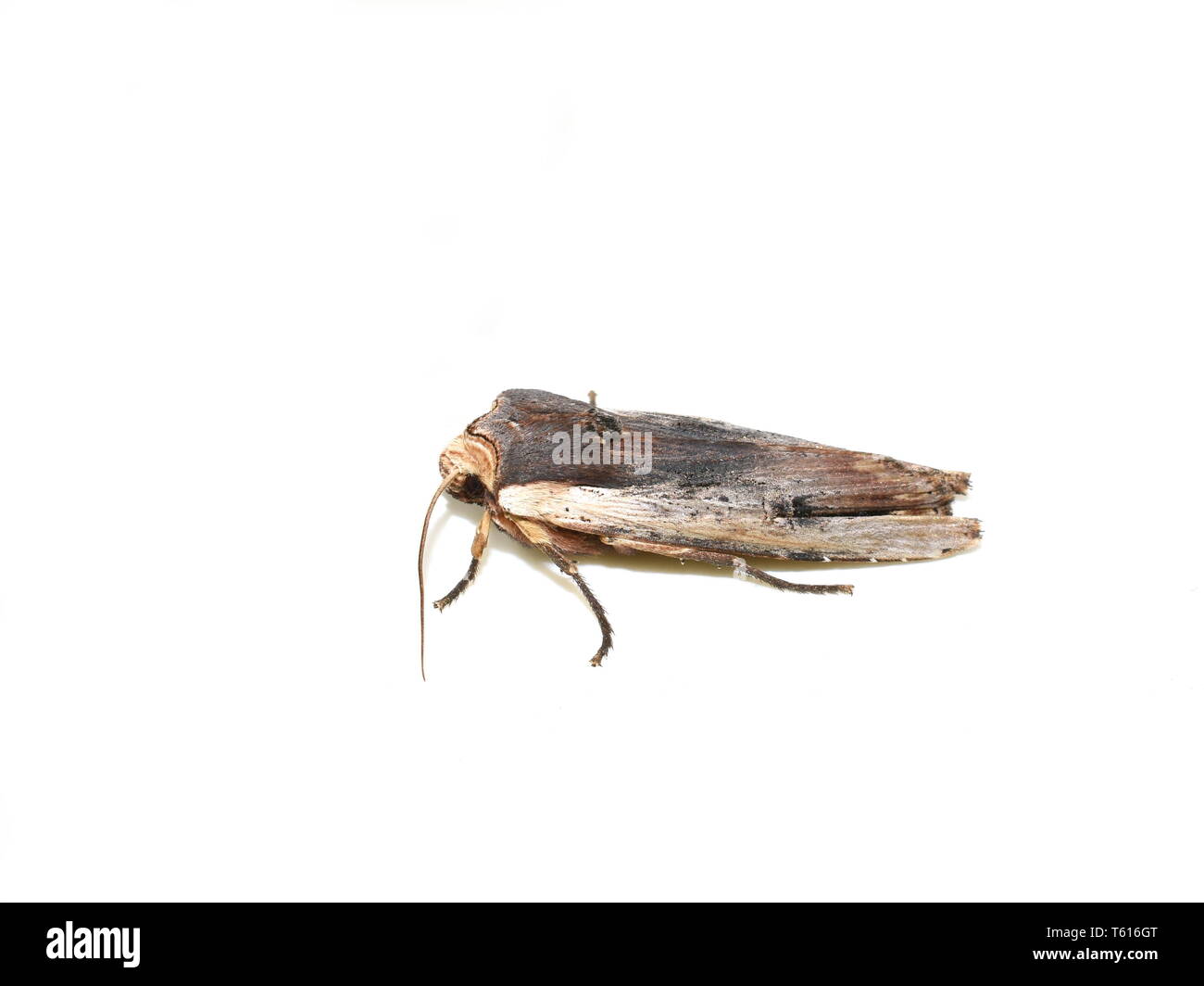 The red sword-grass moth Xylena vetusta isolated on white background ...