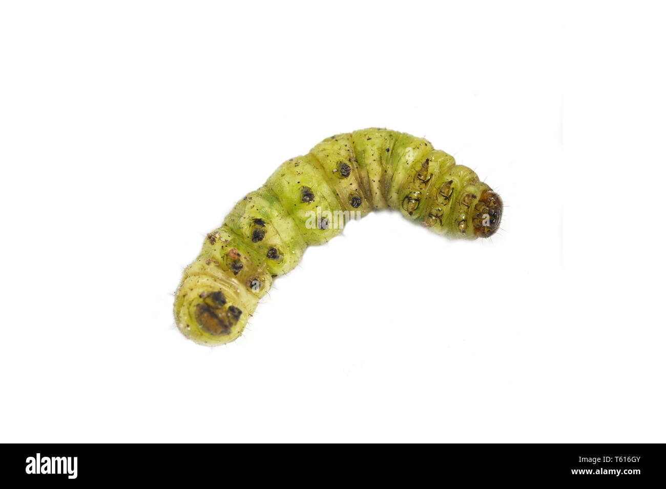 Fat Green Worm Cut Out Stock Images & Pictures - Alamy