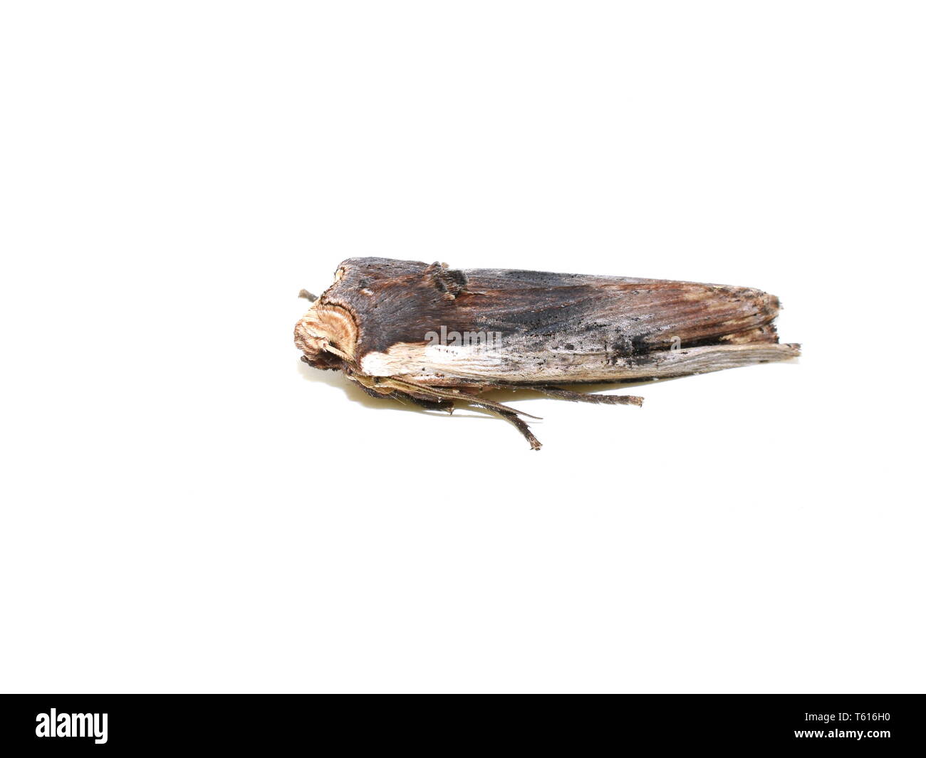 The red sword-grass moth Xylena vetusta isolated on white background ...
