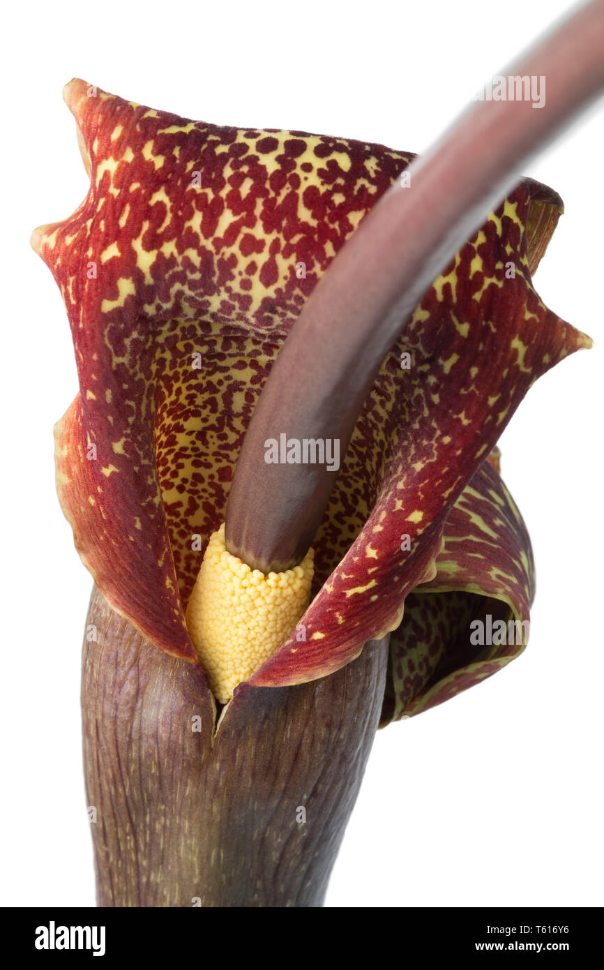 Voodoo lily flower close up isolated on white background Stock Photo ...
