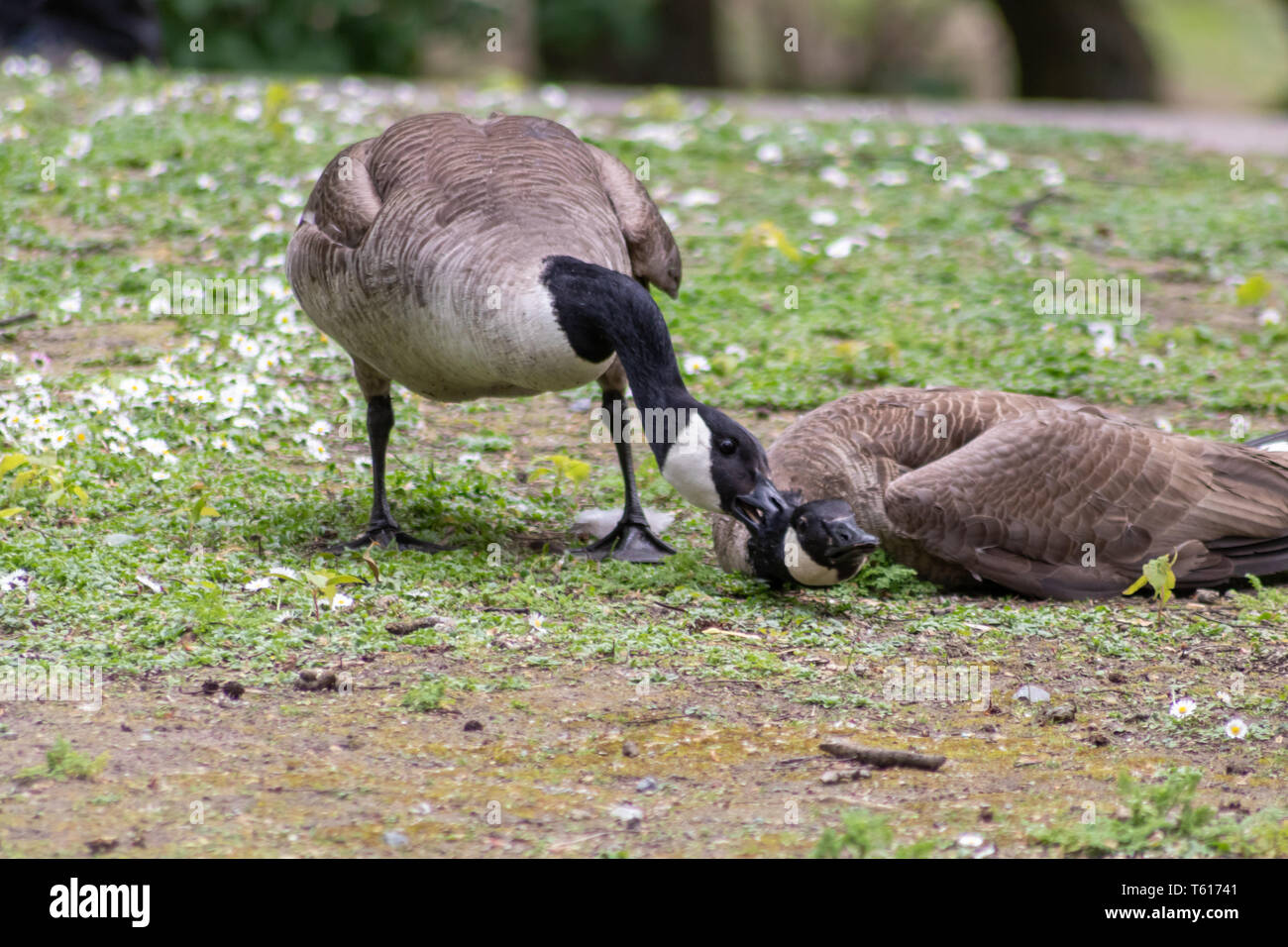 Fighting Gooses High Resolution Stock Photography and Images - Alamy