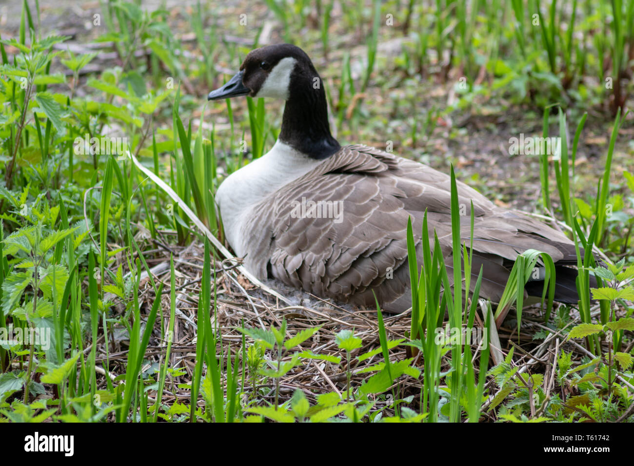 Canada goose breeding and protecting its clutch in spring against other ...