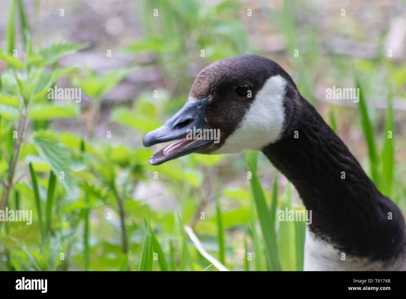 Canada goose breeding and protecting its clutch in spring against other ...