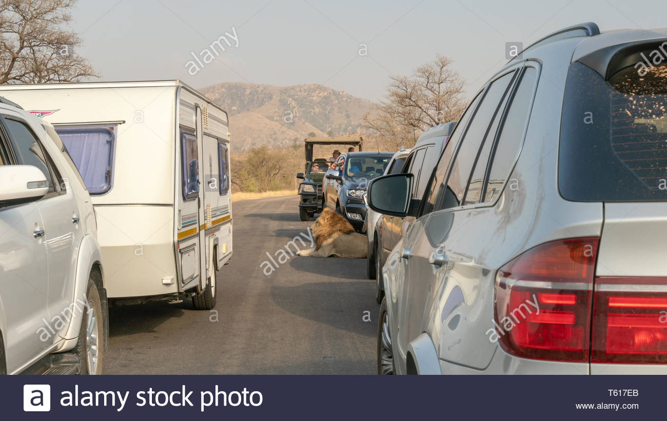 Animal Blocking Road Stock Photos & Animal Blocking Road Stock Images ...