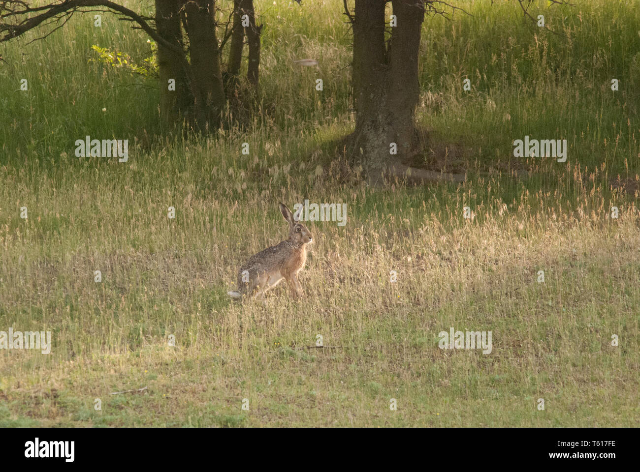 Wild hare on a field Stock Photo - Alamy