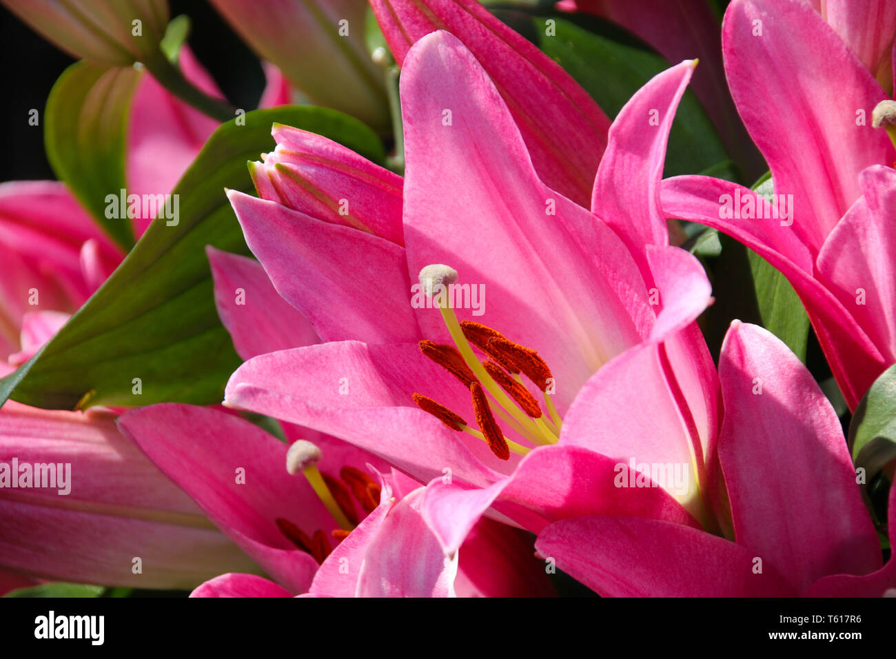 A beautiful lily in full flower in the spring sunshine. Taken in ...