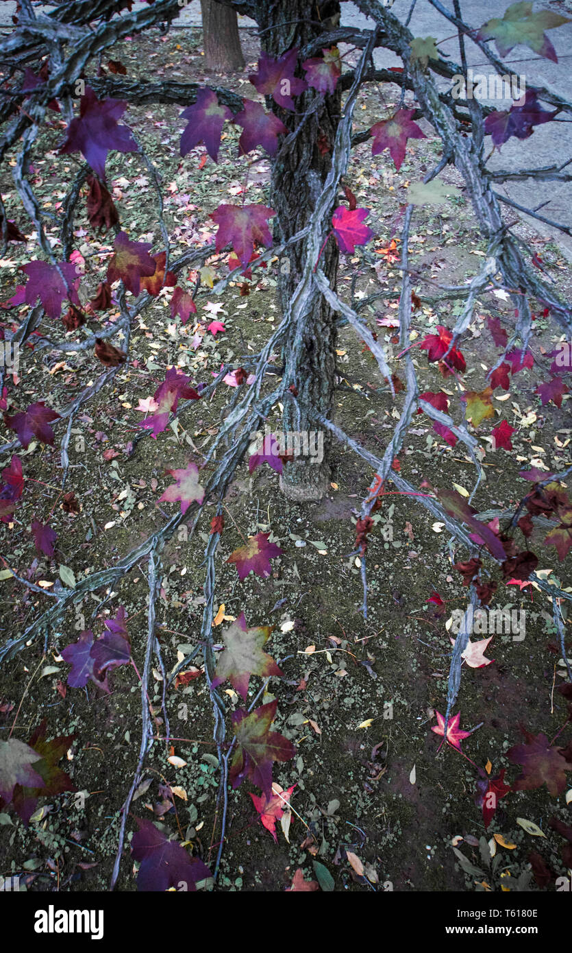 Autumn tree branches and its leaves Stock Photo - Alamy