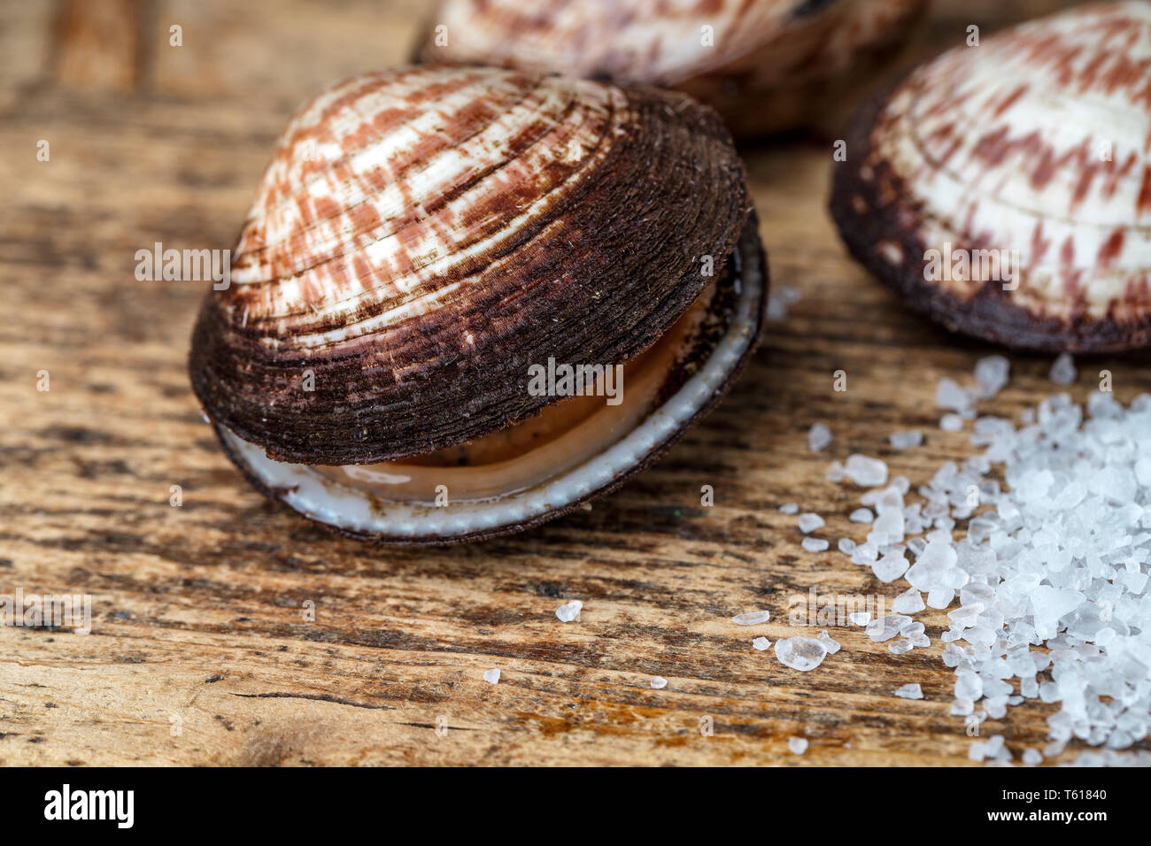 Bittersweet clam hi-res stock photography and images - Alamy