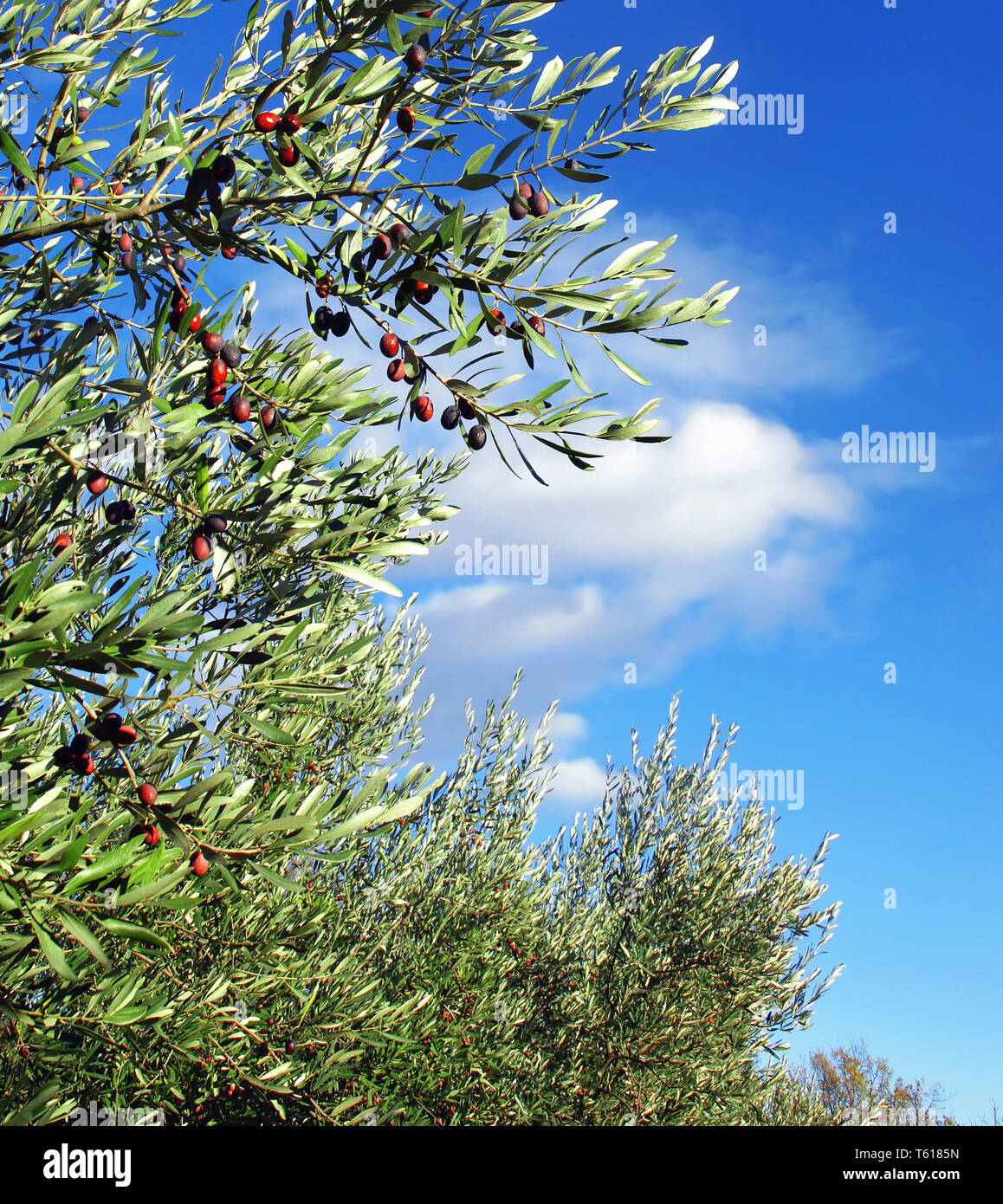 Olive trees hi-res stock photography and images - Alamy