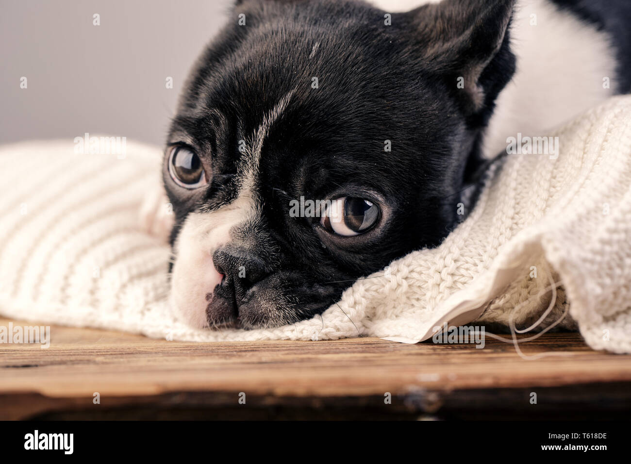 Hangdog Look Stock Photos & Hangdog Look Stock Images - Alamy