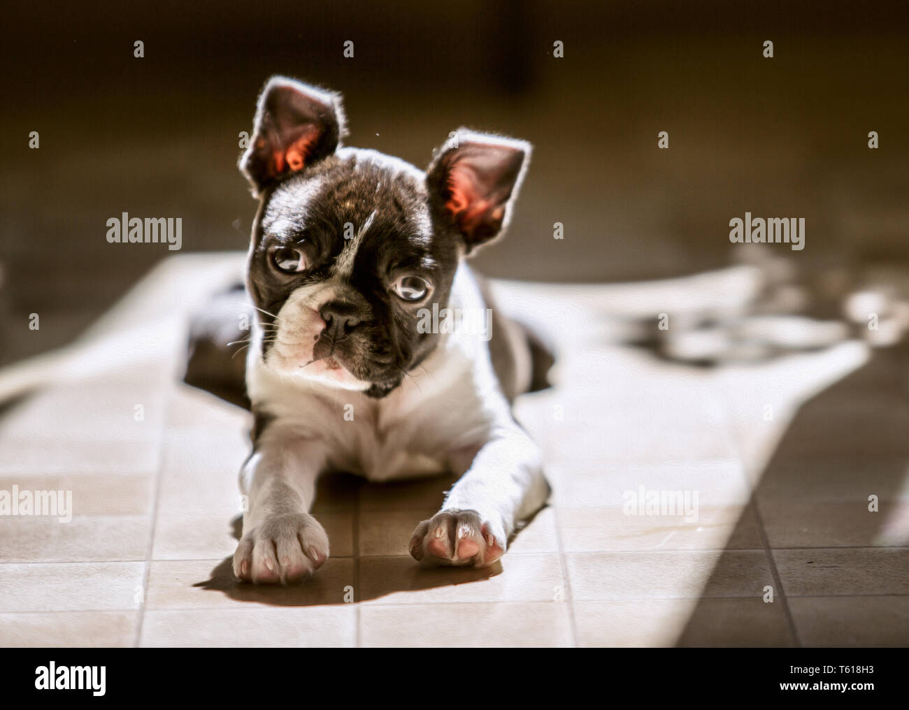 Hangdog Look Stock Photos & Hangdog Look Stock Images - Alamy