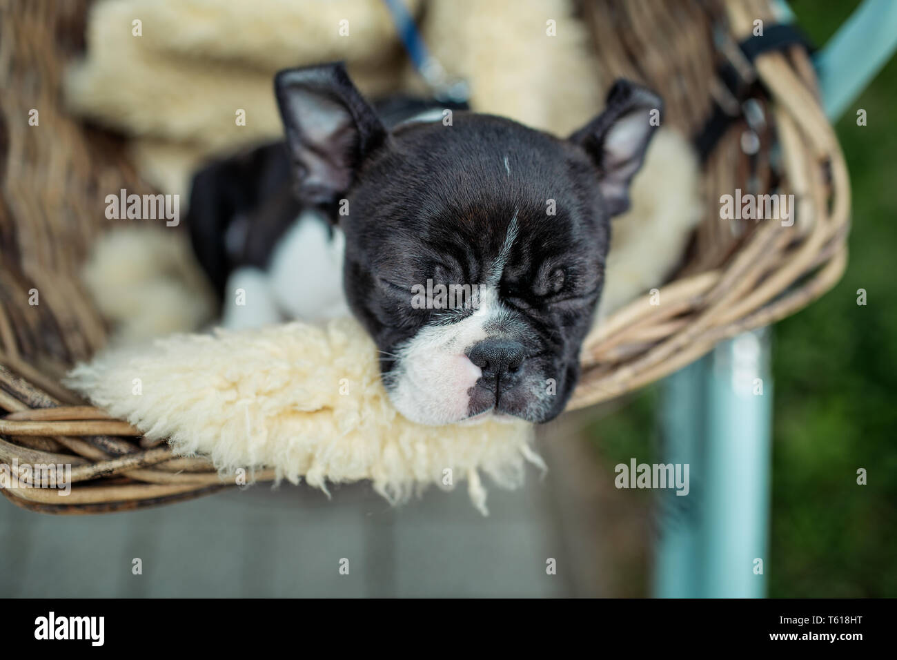 Hangdog look hi-res stock photography and images - Alamy
