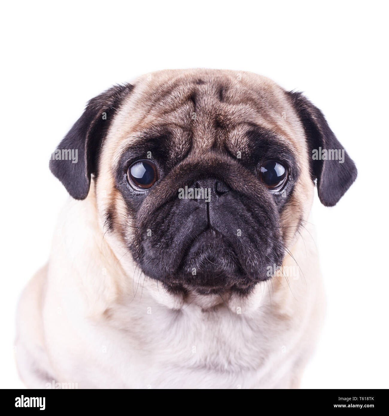 Portrait of pug dog with big sad eyes. Isolated Stock Photo - Alamy
