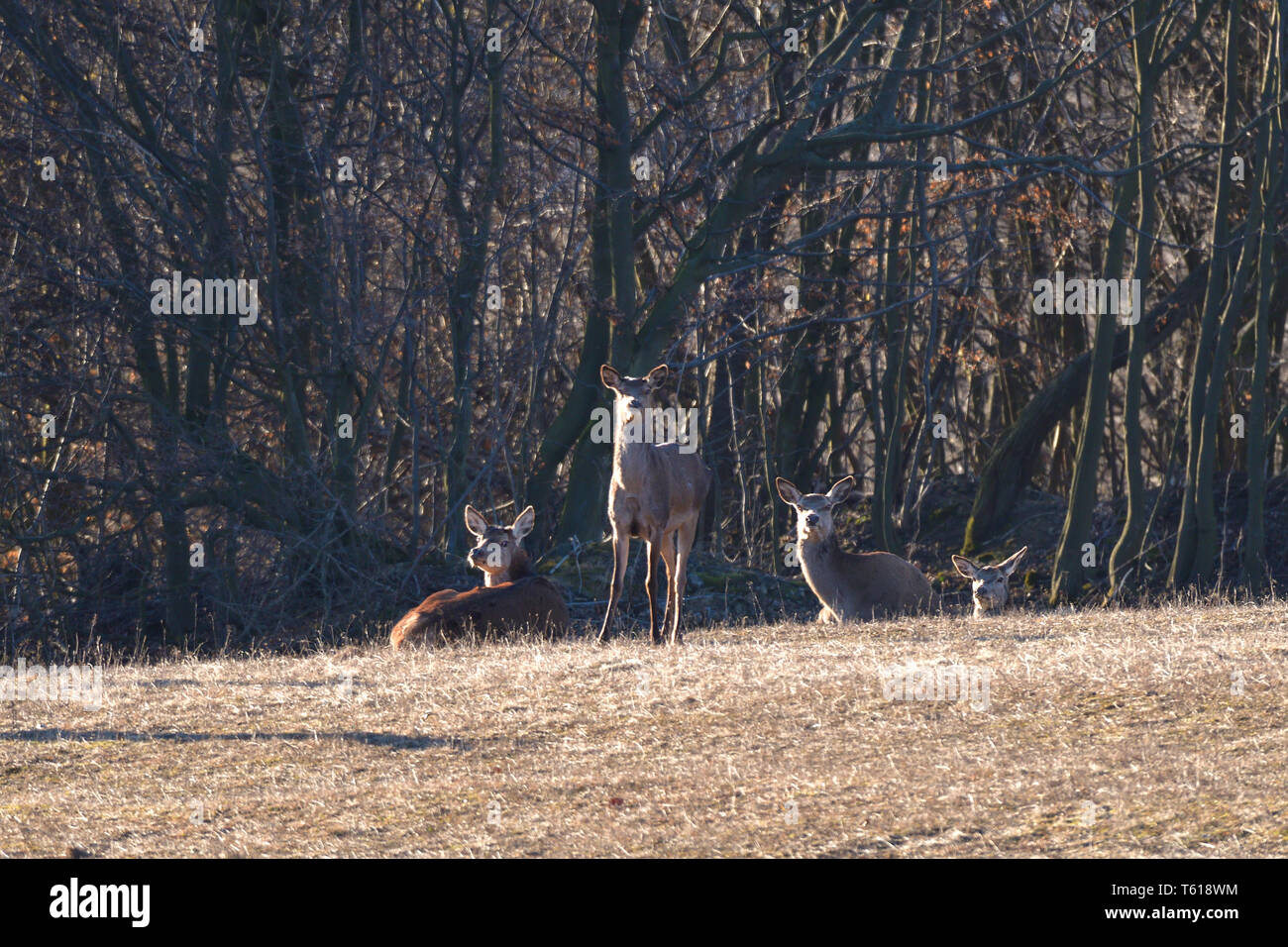 Buckskin colored camouflage colors like forest after winter Stock Photo ...