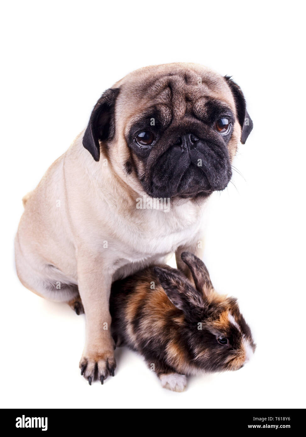 Dog pug and tricolor rabbit on a white background Stock Photo - Alamy
