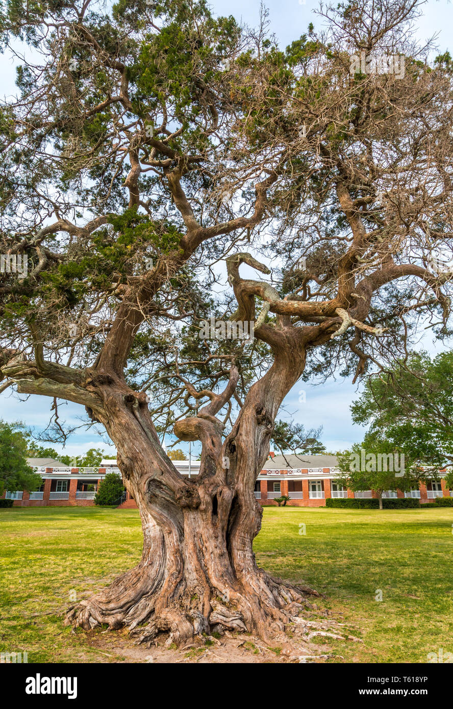 Massive live oak tree hi-res stock photography and images - Alamy