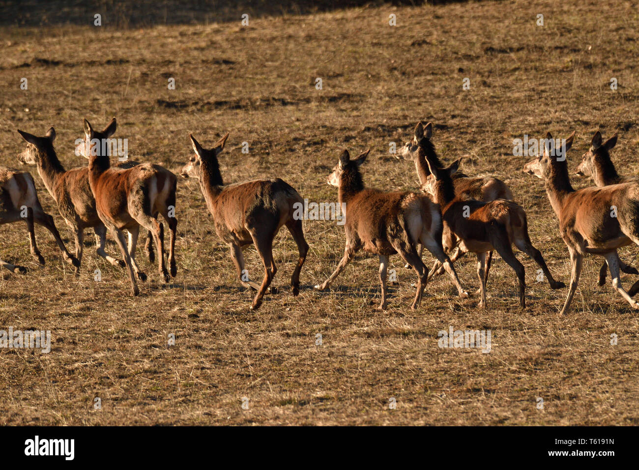 Buckskin colored camouflage colors like forest after winter Stock Photo ...