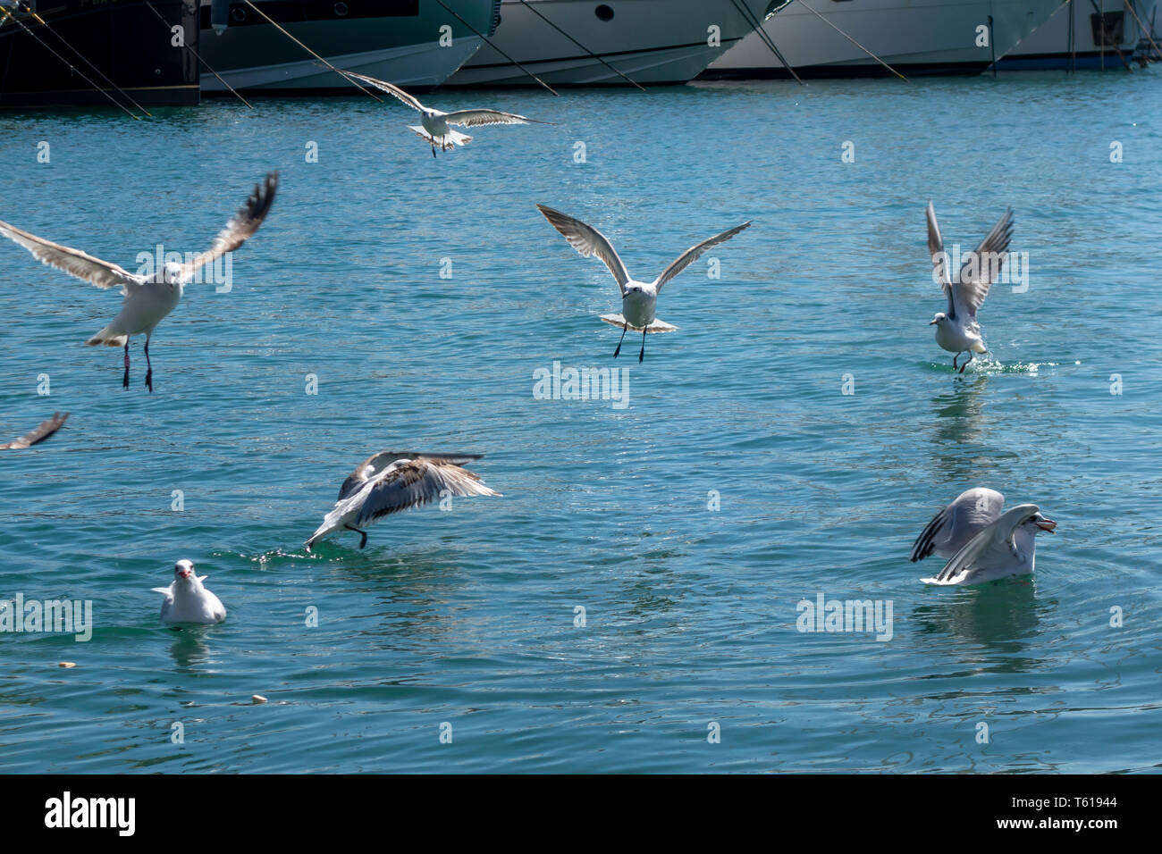 Seagulls fly over sea flock hi-res stock photography and images - Alamy