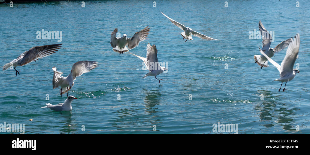 Flight over open sea hi-res stock photography and images - Alamy