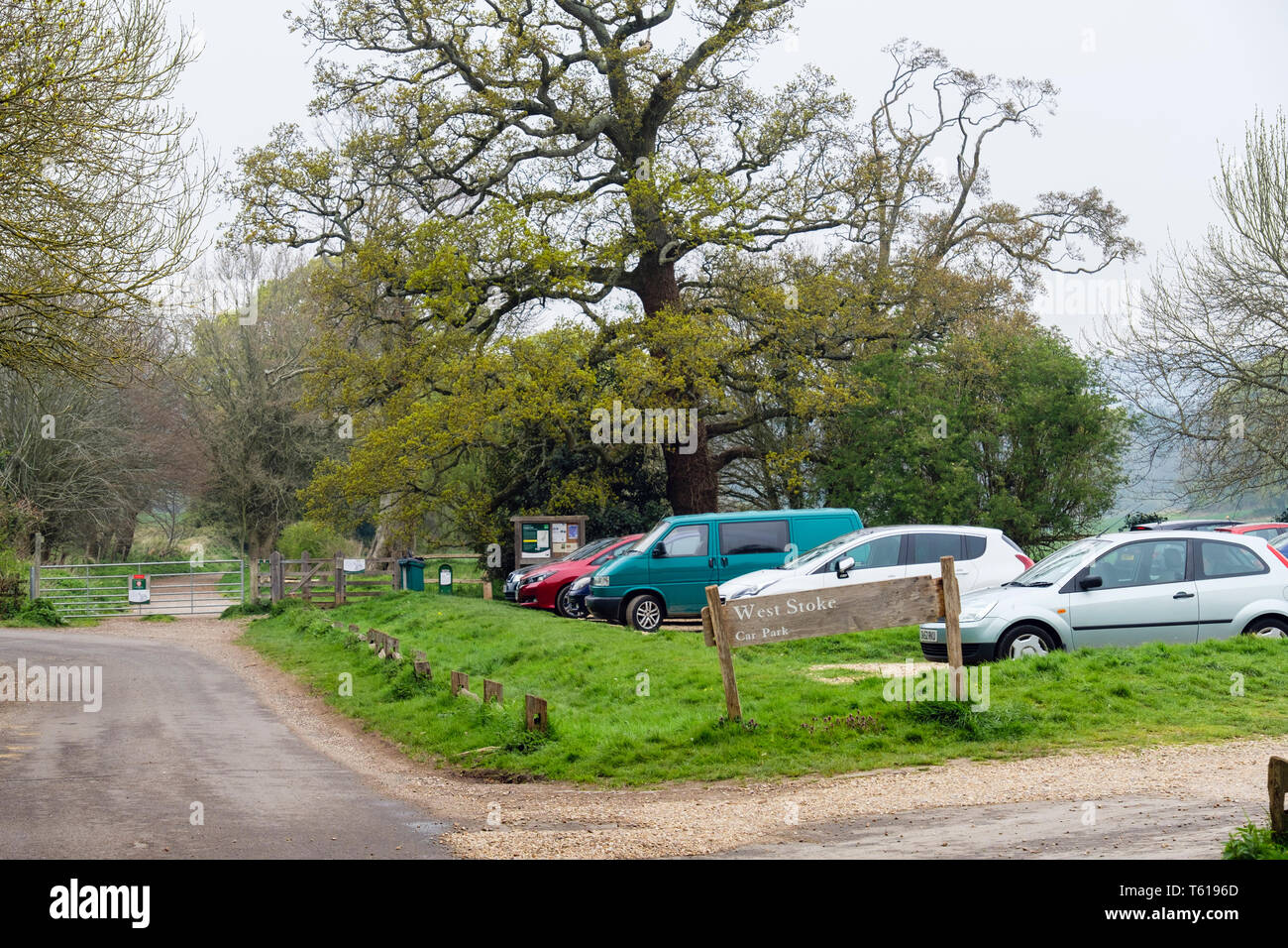 Kingley vale hi-res stock photography and images - Alamy