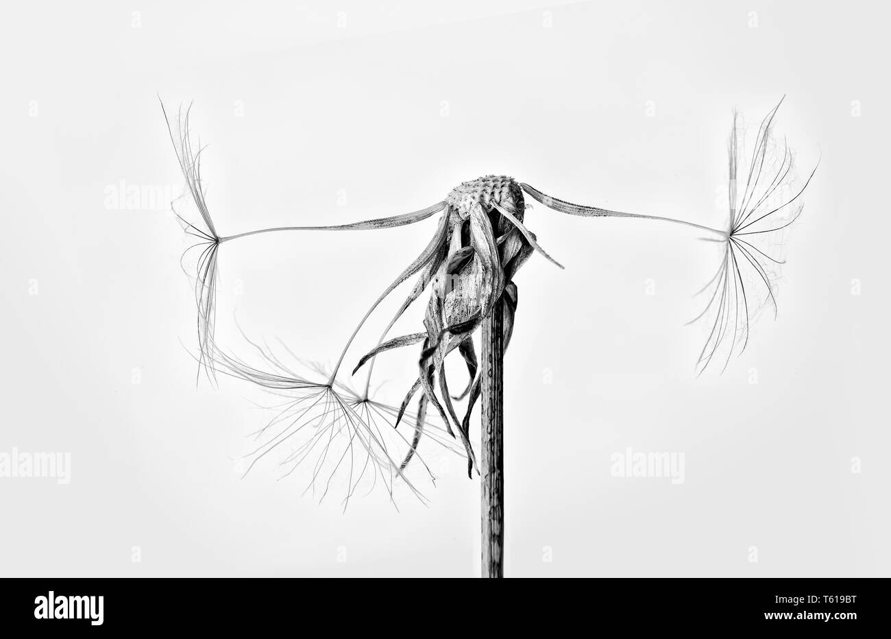 Sad dandelion hi-res stock photography and images - Alamy