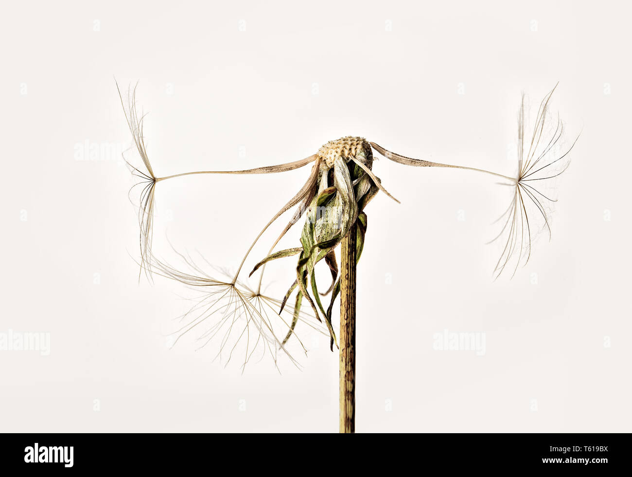 Sad dandelion hi-res stock photography and images - Alamy