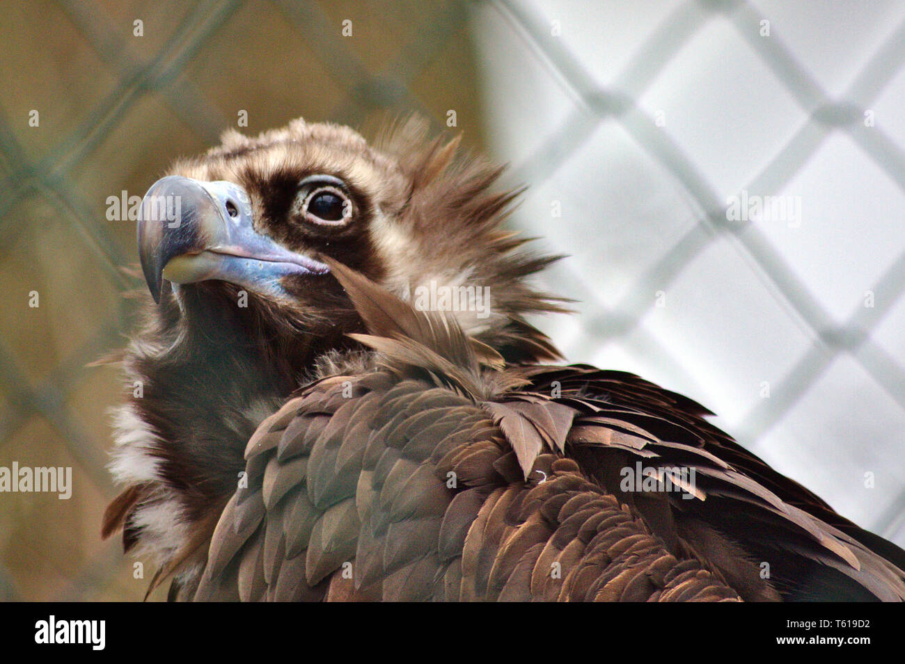 Bird with a sharp beak hi-res stock photography and images - Alamy
