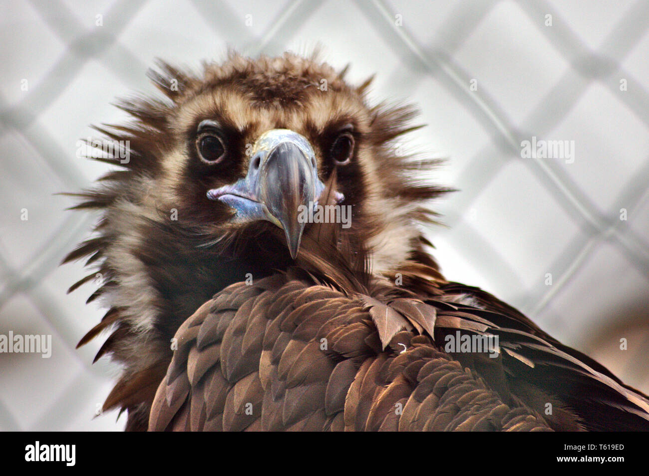 Big eye bird hi-res stock photography and images - Alamy