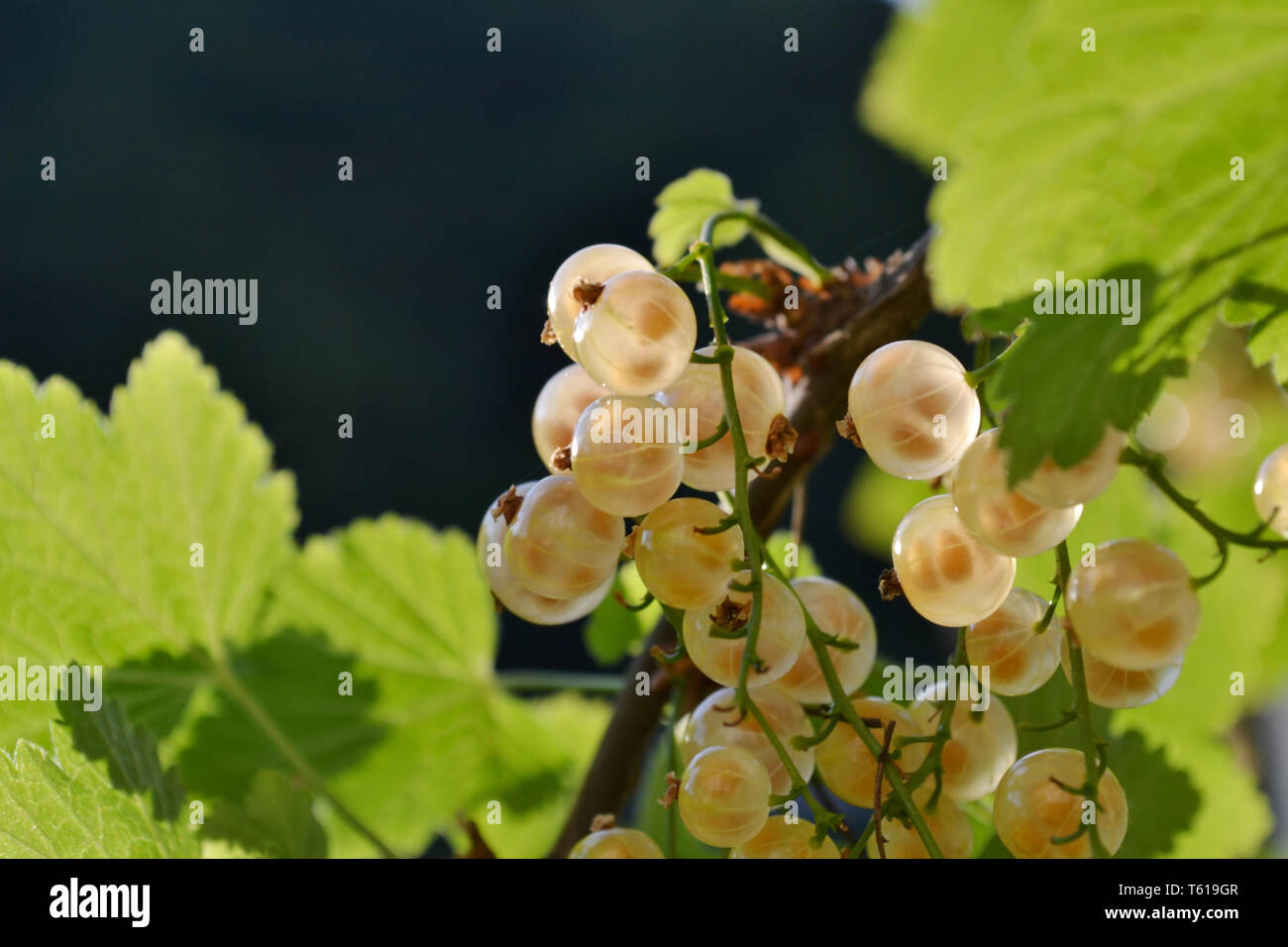 Spherical fruits hi-res stock photography and images - Alamy