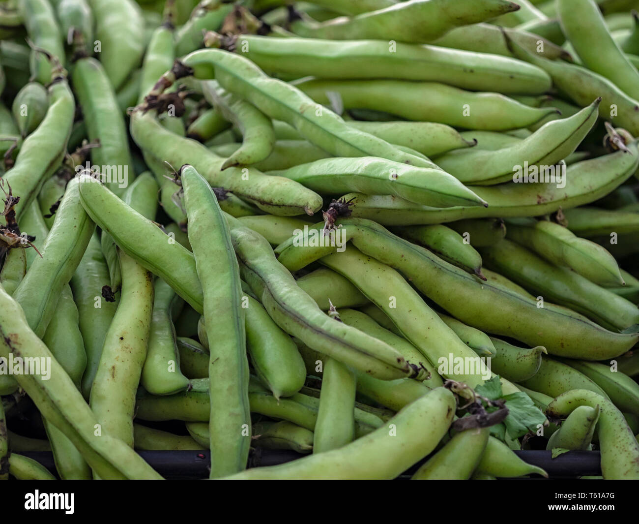 Farmers beans hi-res stock photography and images - Alamy