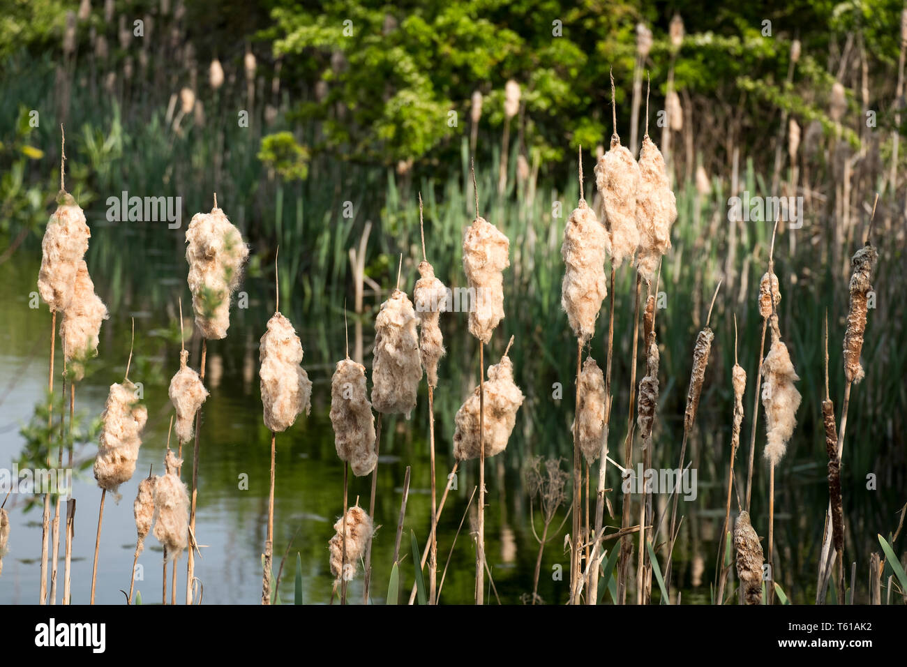 End of season Bull rush plants in a lake Stock Photo - Alamy