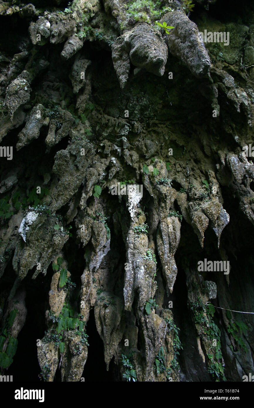 Stalactite cave view forest hi-res stock photography and images - Alamy