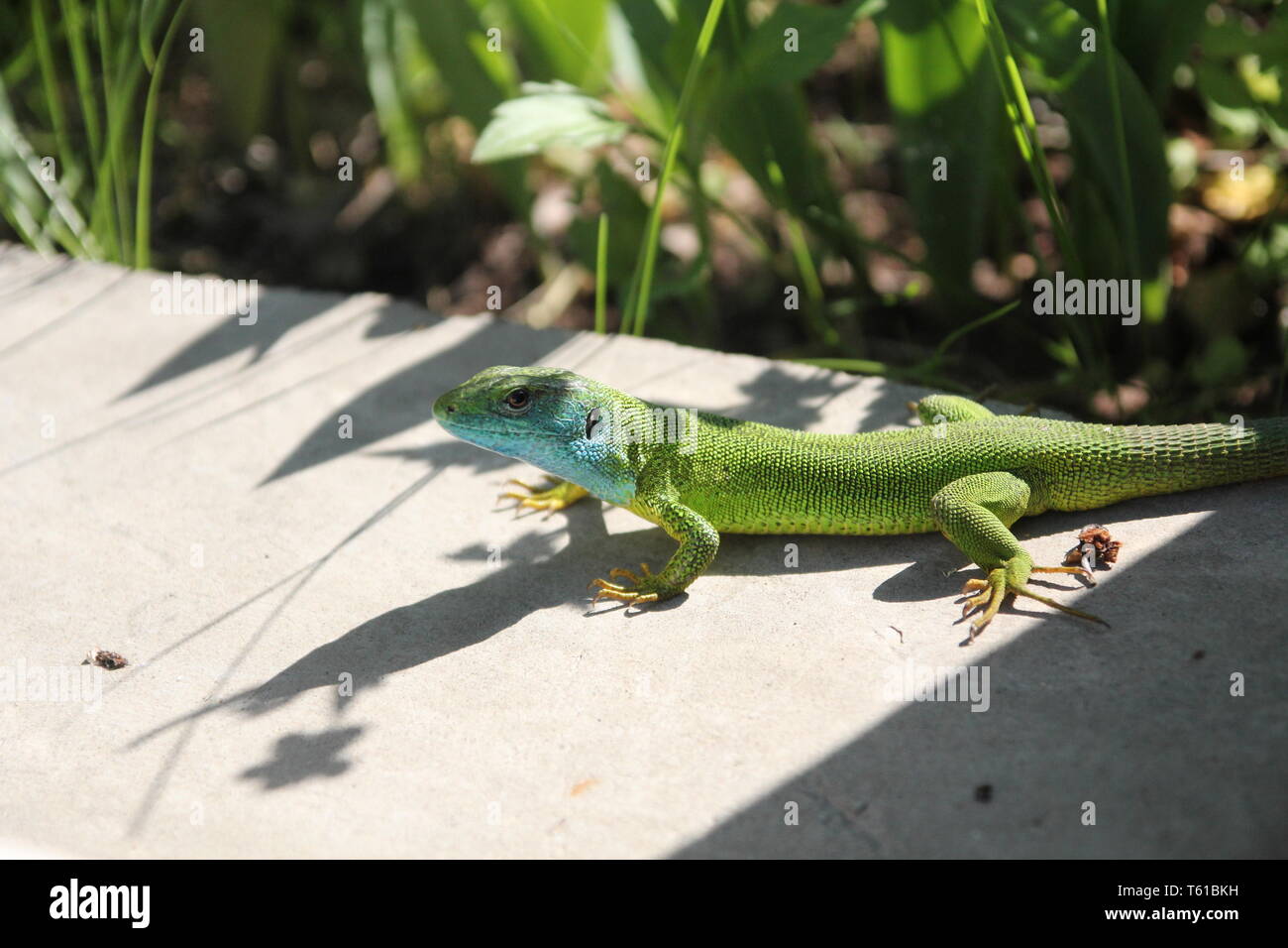 European lizard hi-res stock photography and images - Alamy