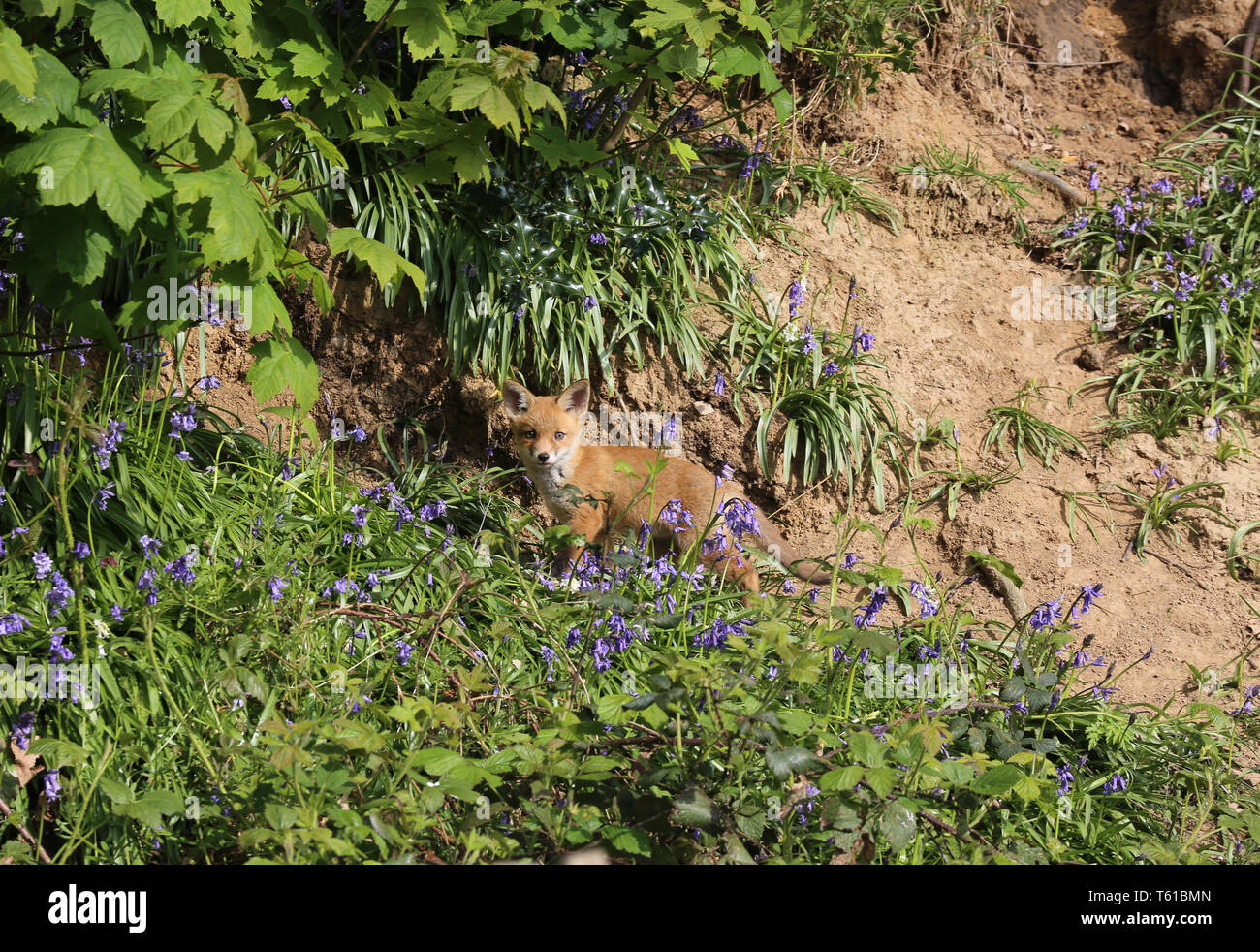 Fox big ears hi-res stock photography and images - Alamy