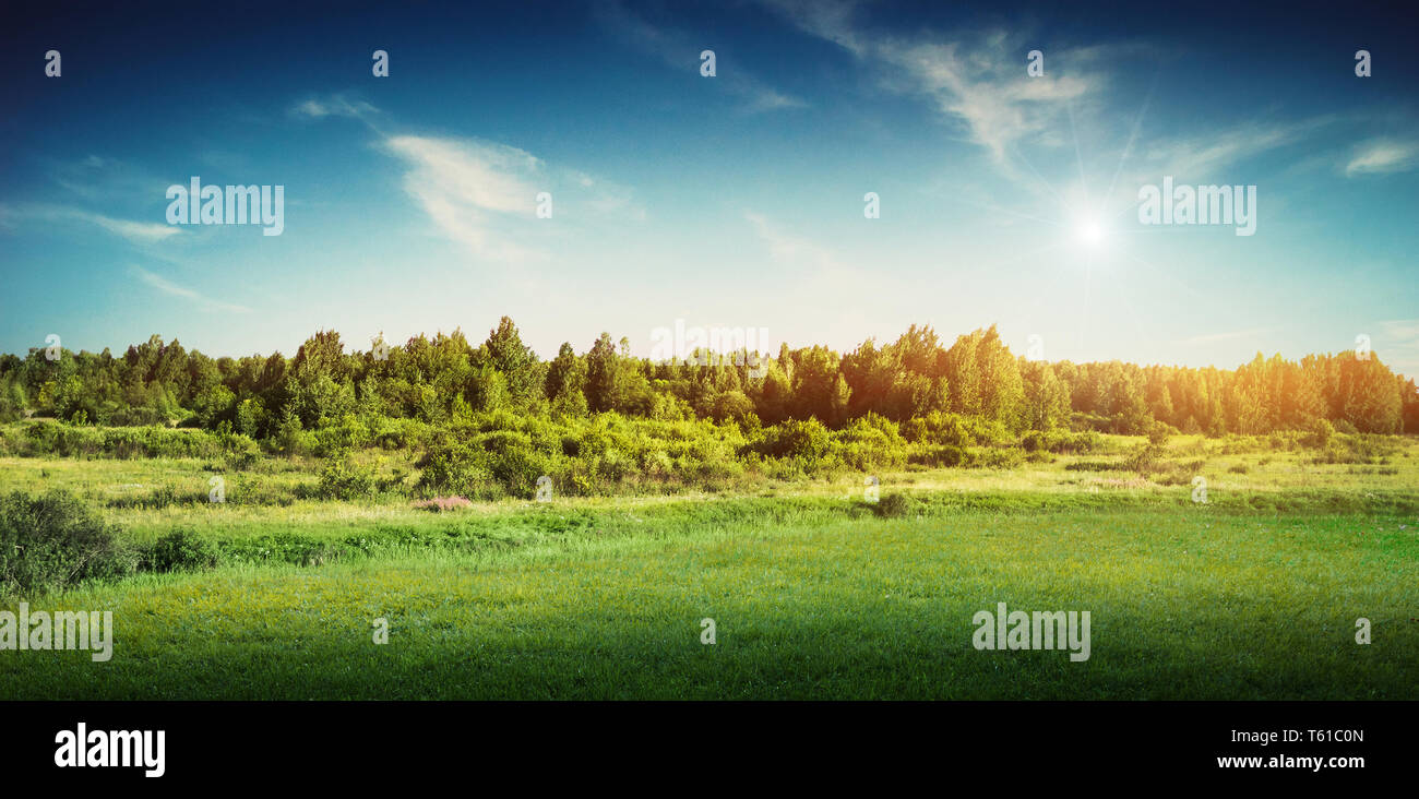 Forest trees landscape panoramic Stock Photo - Alamy