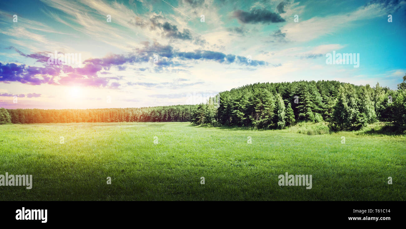 Trees forest panoramic hi-res stock photography and images - Alamy
