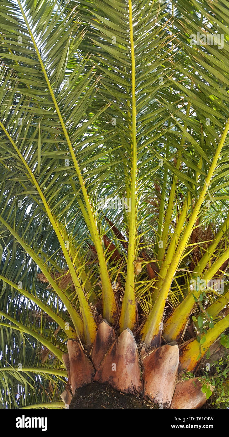 Tropical resort big palm hi-res stock photography and images - Alamy