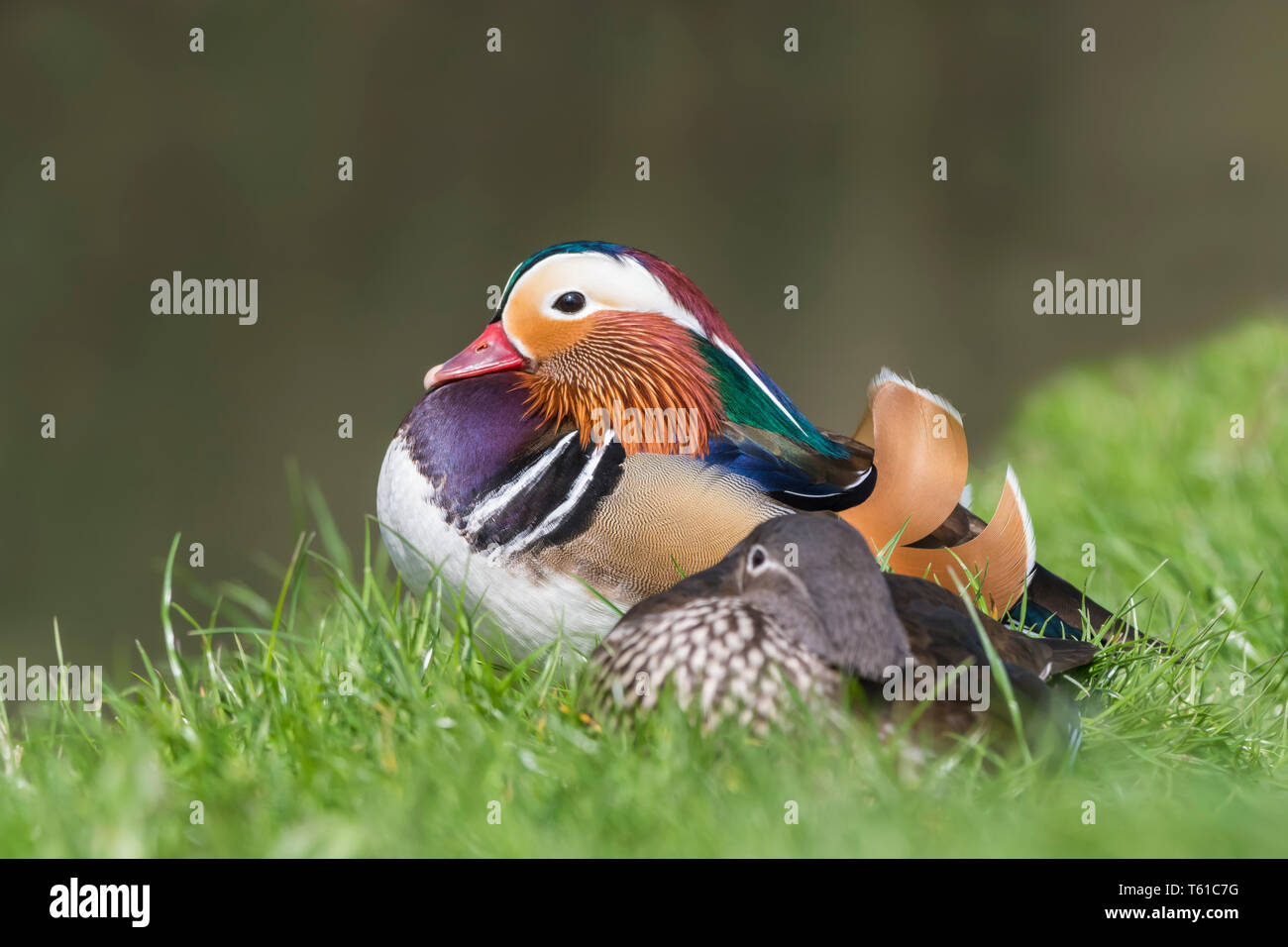 Mating plumage hi-res stock photography and images - Alamy