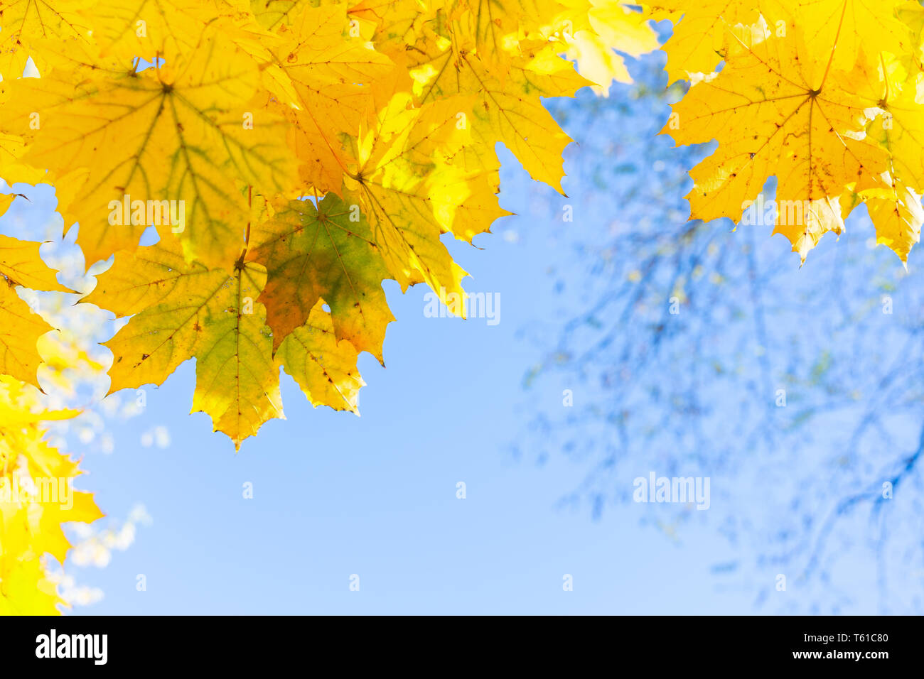 fall yellow maple leaves and blue sky bokeh background Stock Photo - Alamy