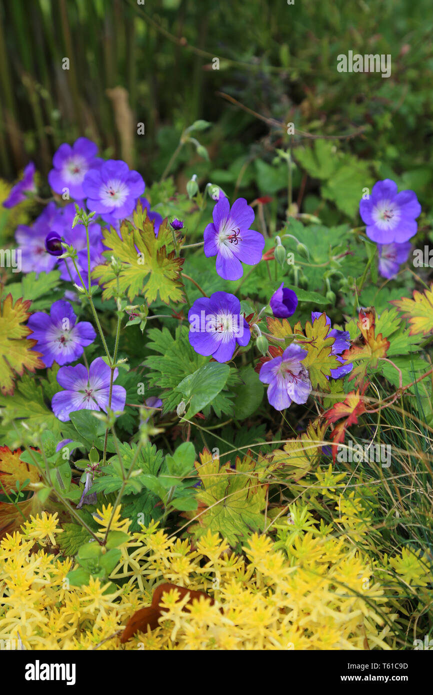 Blue Geranium with yellow plants nature background Stock Photo - Alamy