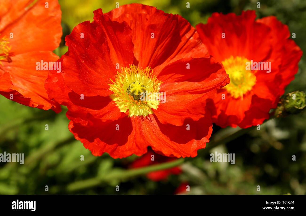 Red poppies closeup blooming hi-res stock photography and images - Alamy