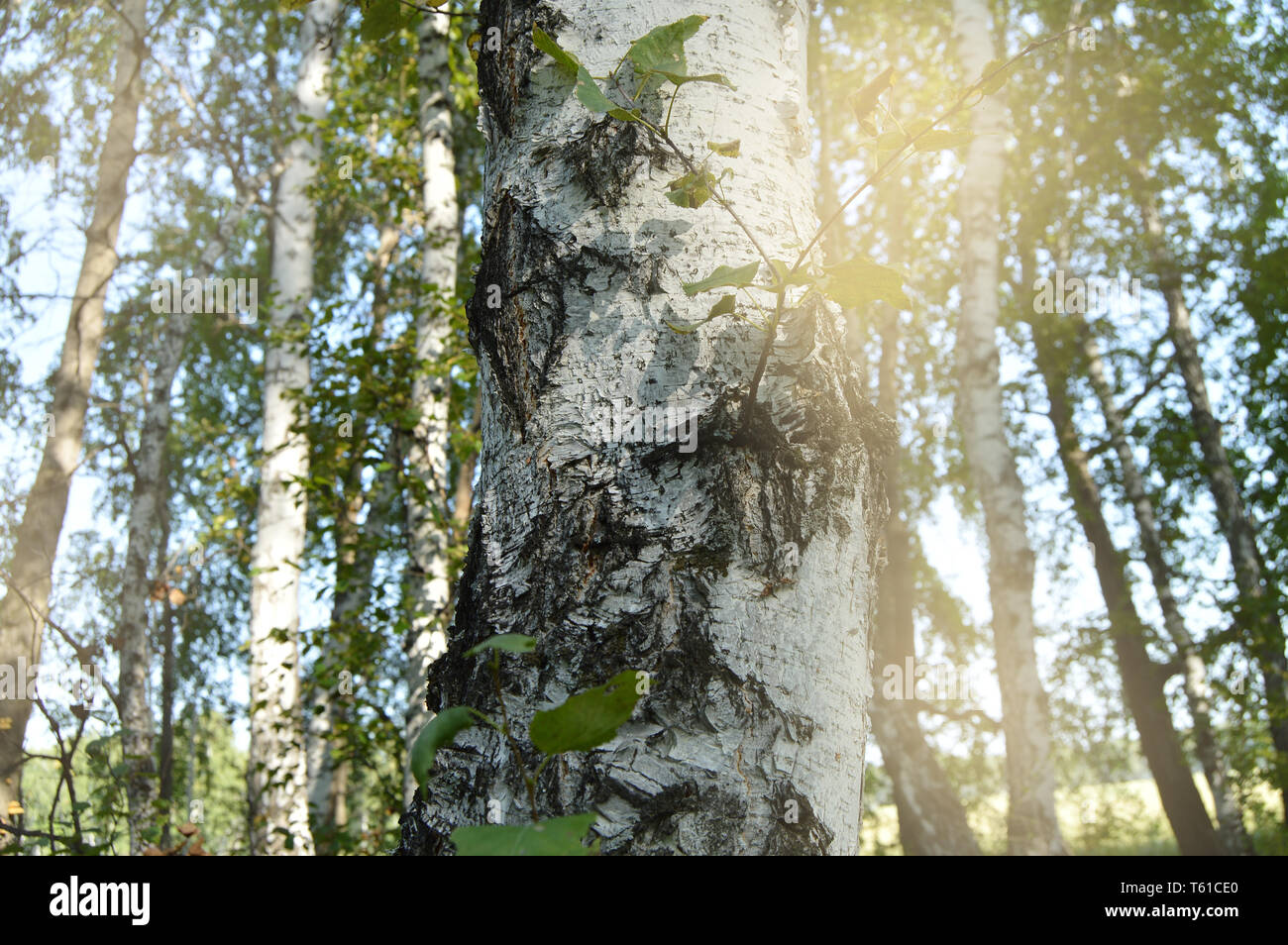 Spring background is a birch tree with young green leaves illuminated ...