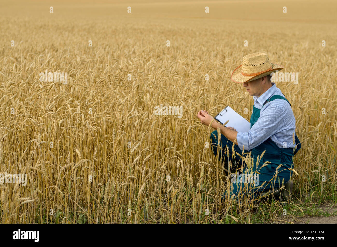 Farmer with clipboard inspecting crop at wheat field Stock Photo - Alamy