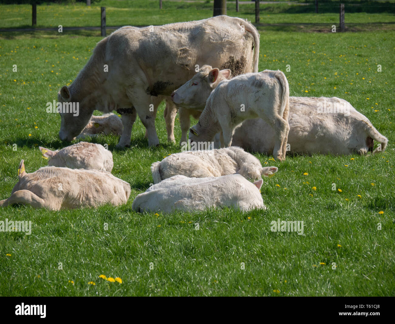 cows in germany Stock Photo - Alamy