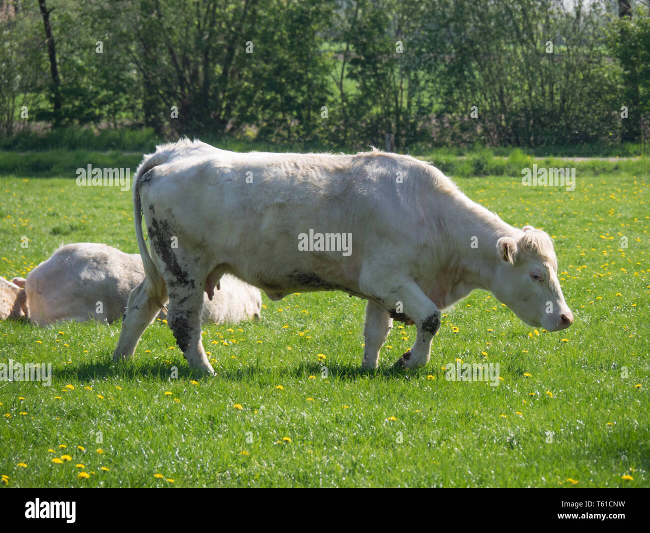 cows in germany Stock Photo - Alamy