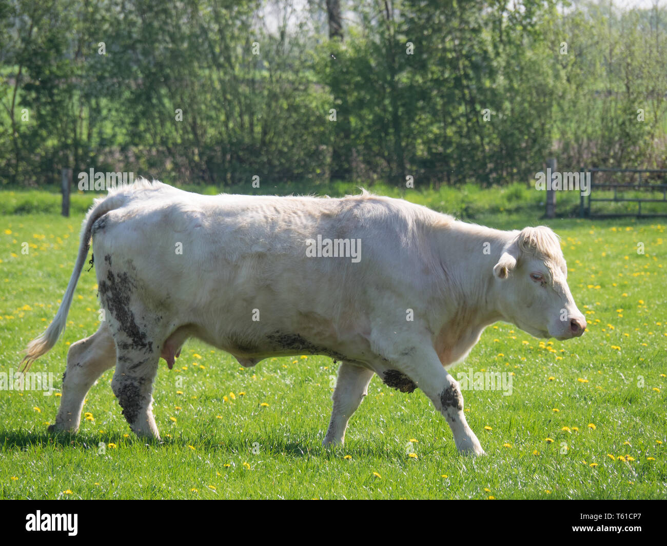 cows in germany Stock Photo - Alamy