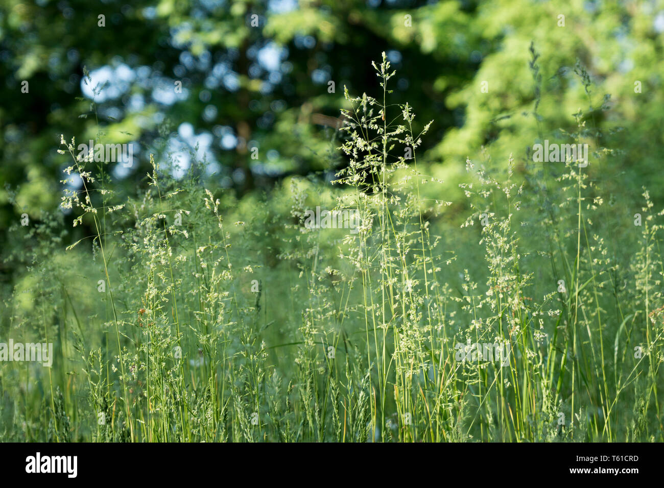 Natural meadow hi-res stock photography and images - Alamy