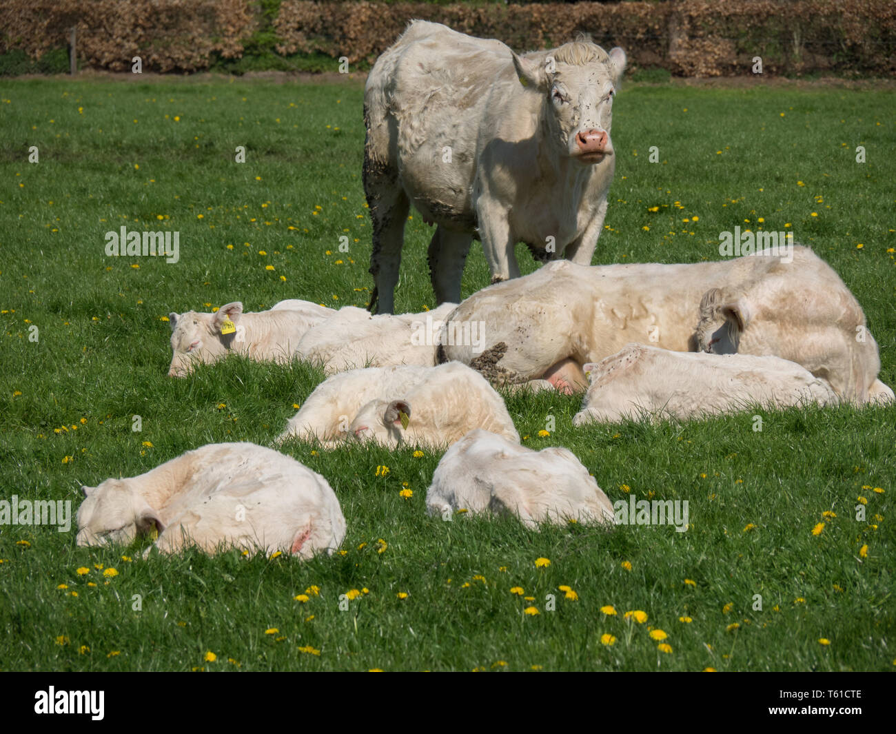 cows in germany Stock Photo - Alamy
