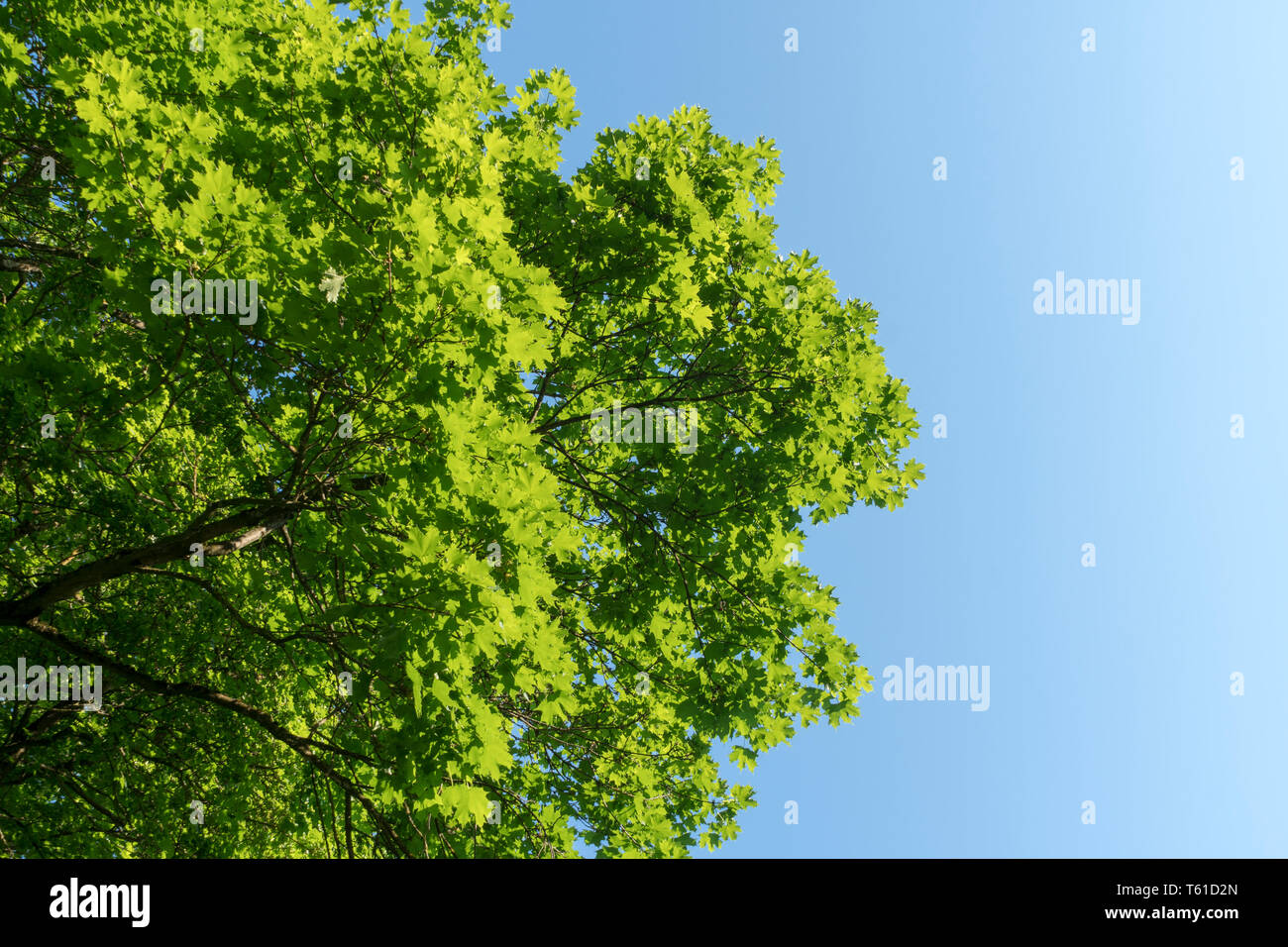 Green treetop in front of the blue sky in May Stock Photo - Alamy