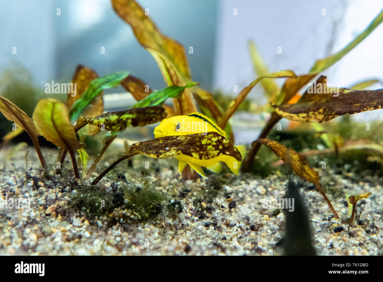 Yellow small fish hiding on aquatic plant in tank fish Stock Photo - Alamy